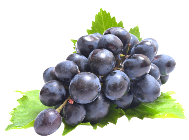 Mintaro Wines – The Best Winery in South Austraia